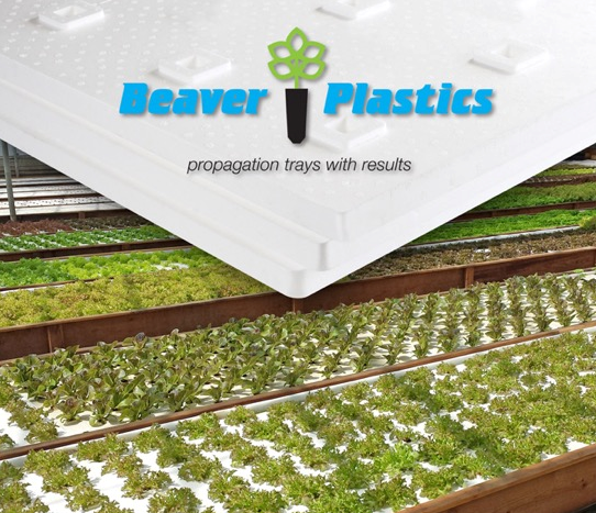 Lettuce Raft-Hydroponic for Deep Water Culture