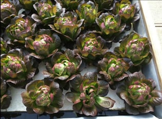 Commercial Raft Hydroponics Lettuce