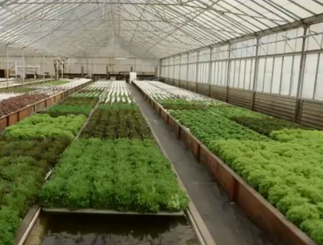 Commercial Raft Hydroponics Lettuce