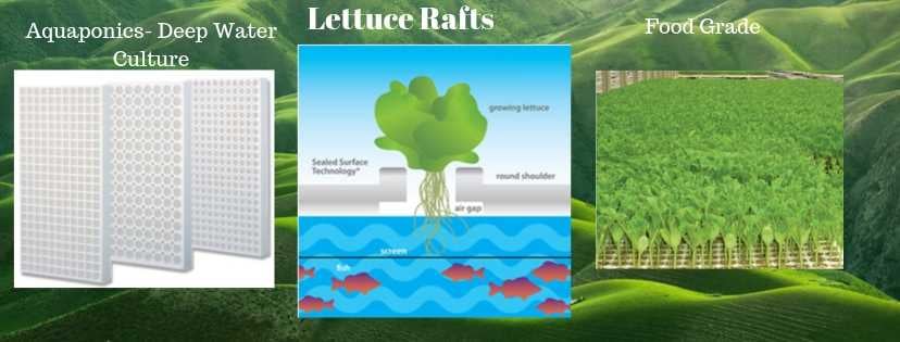 Lettuce Raft-Hydroponic for Deep Water Culture