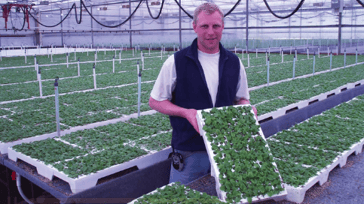 Commercial Raft Hydroponics Lettuce