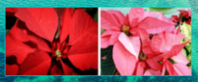 Light Dep Greenhouse- What is it?