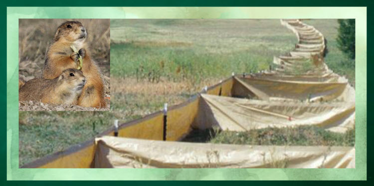 Prairie Dog Movement Barriers- Passive and Humane