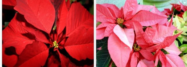 Light Dep Greenhouse- What is it?