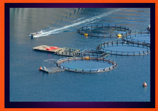 Diving Deep into Aquaculture: The Art of Sustainable Fish Farming